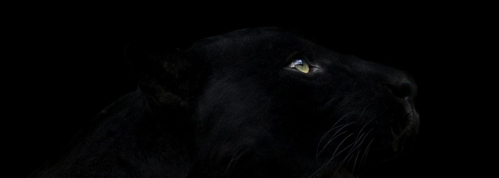 Software Gestionale Panthera per imprese | Como | Lecco